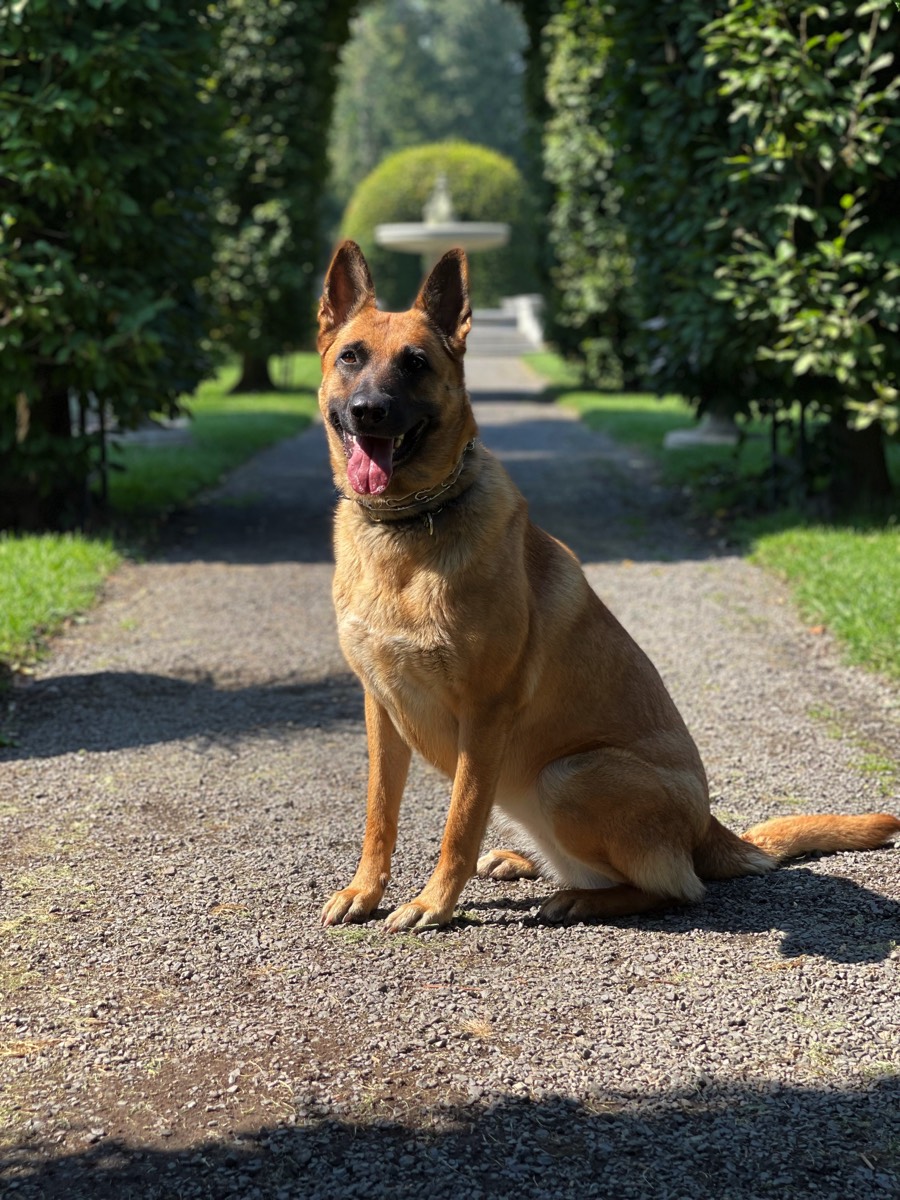 Our Detection Dogs - Smith Pak Working Dogs