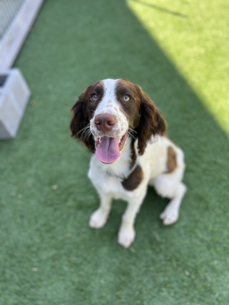Our Detection Dogs - Smith Pak Working Dogs
